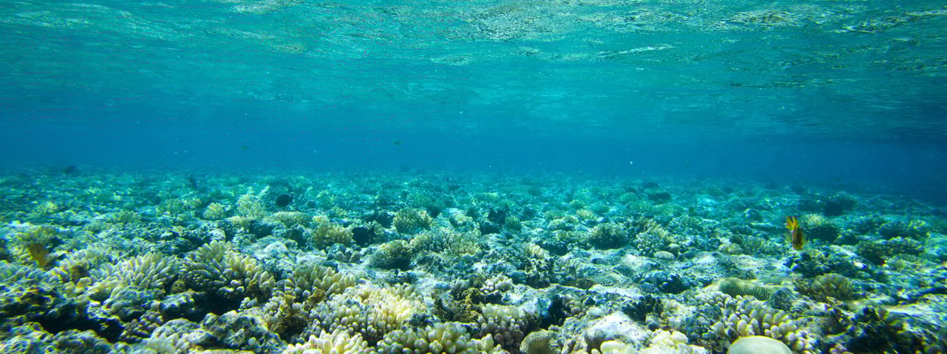 Deep Sea Mining: the Seabed is full of Treasure